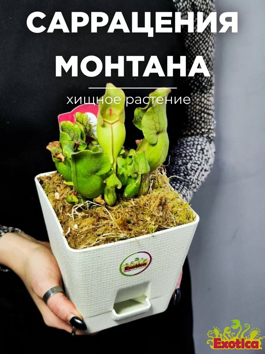 Саррацения Монтана (Sarracenia Montana) пересаженная D12см, хищное растение