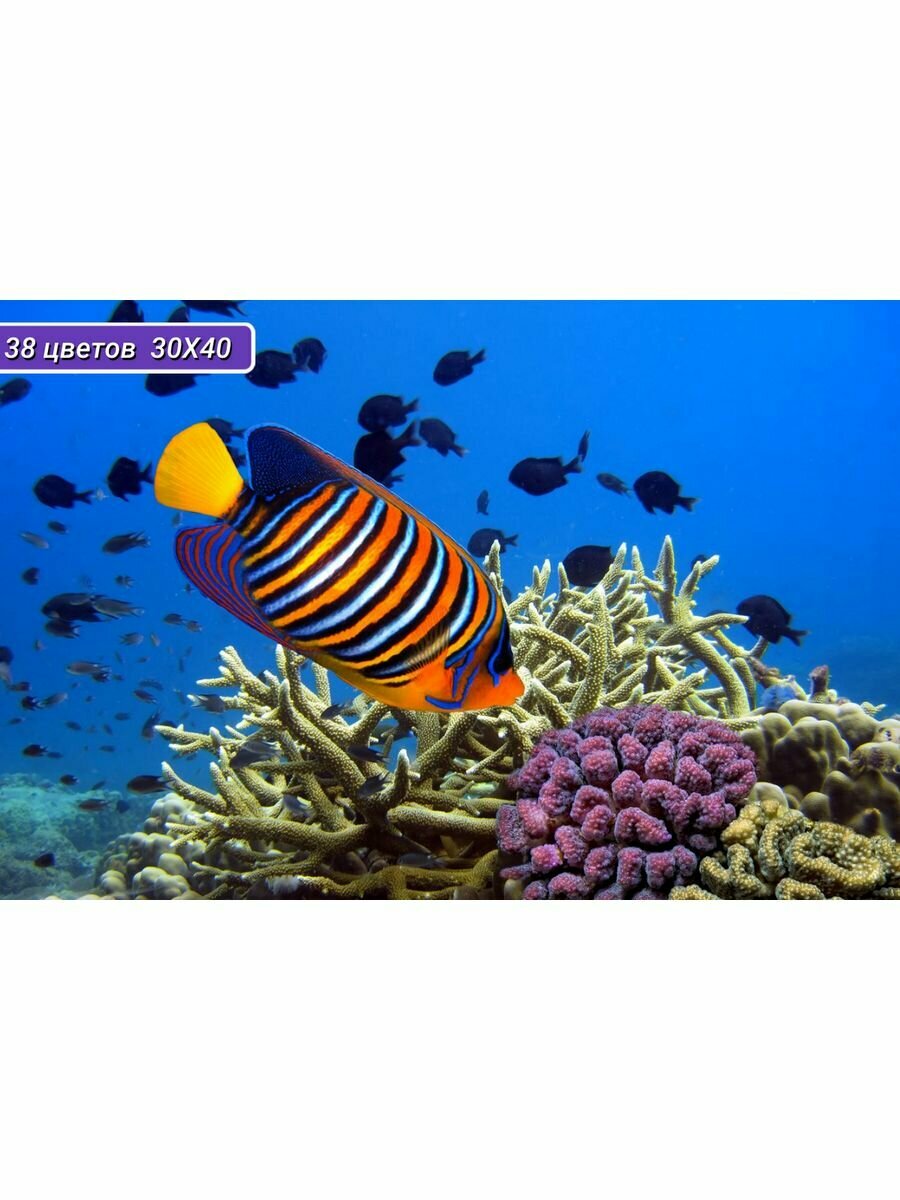 Алмазная мозаика Cristyle Рыбки