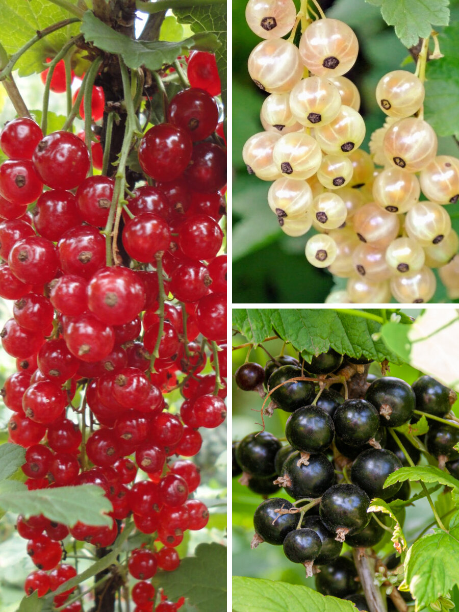 Комплект Смородиновая радуга из 3 сортов / Белая Фея, Мармеладница, Пигмей