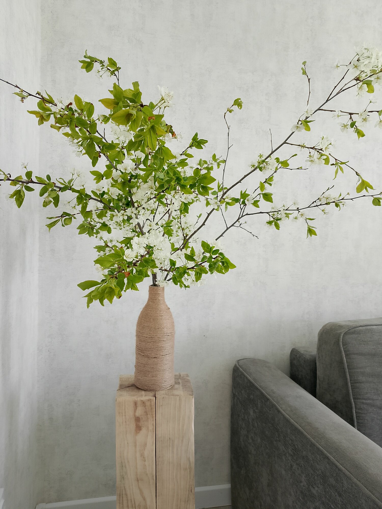 Живые ветки веточки вишни