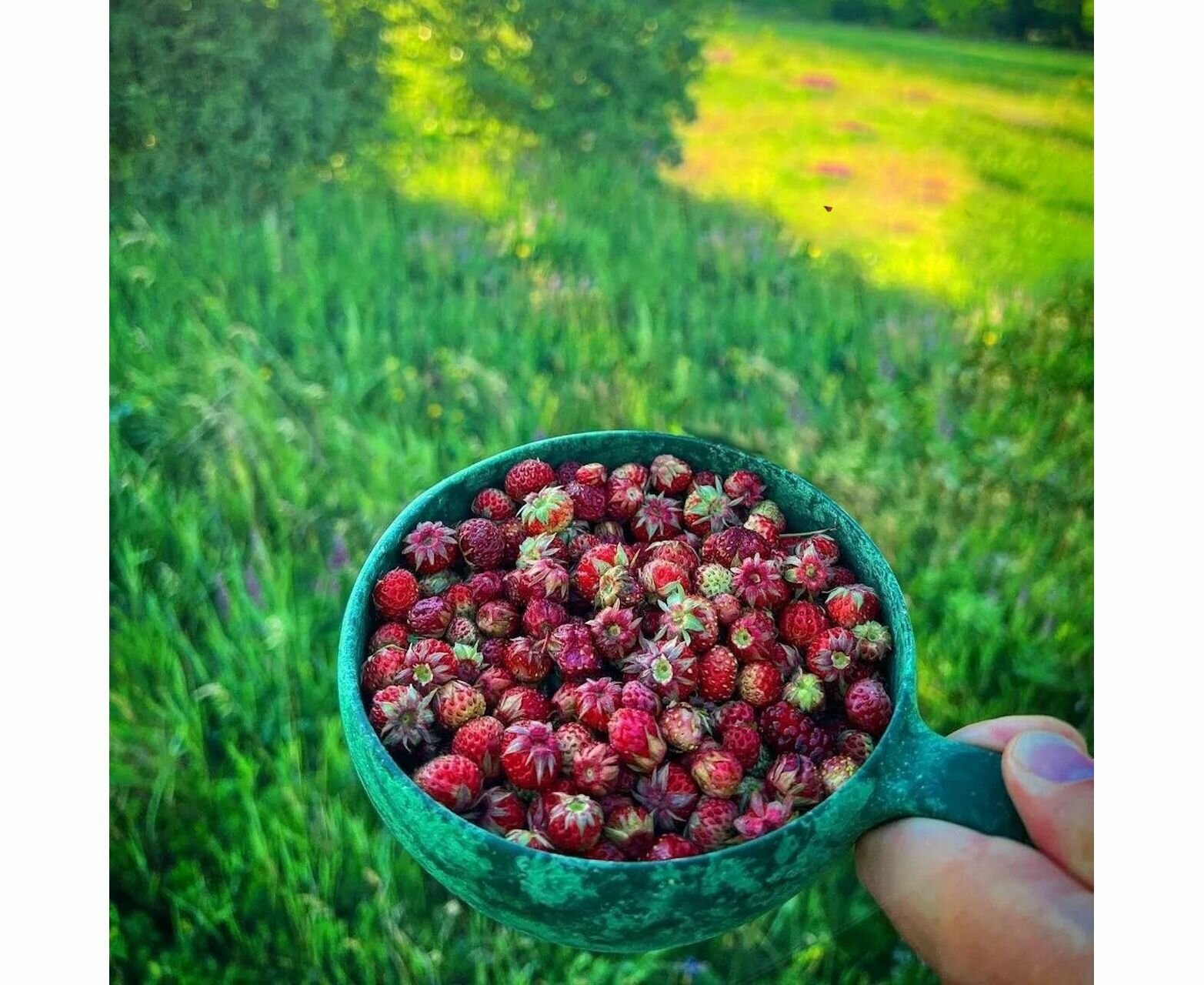 Финская миска Kupilka 33 Junior (330 мл.), цвет: Conifer