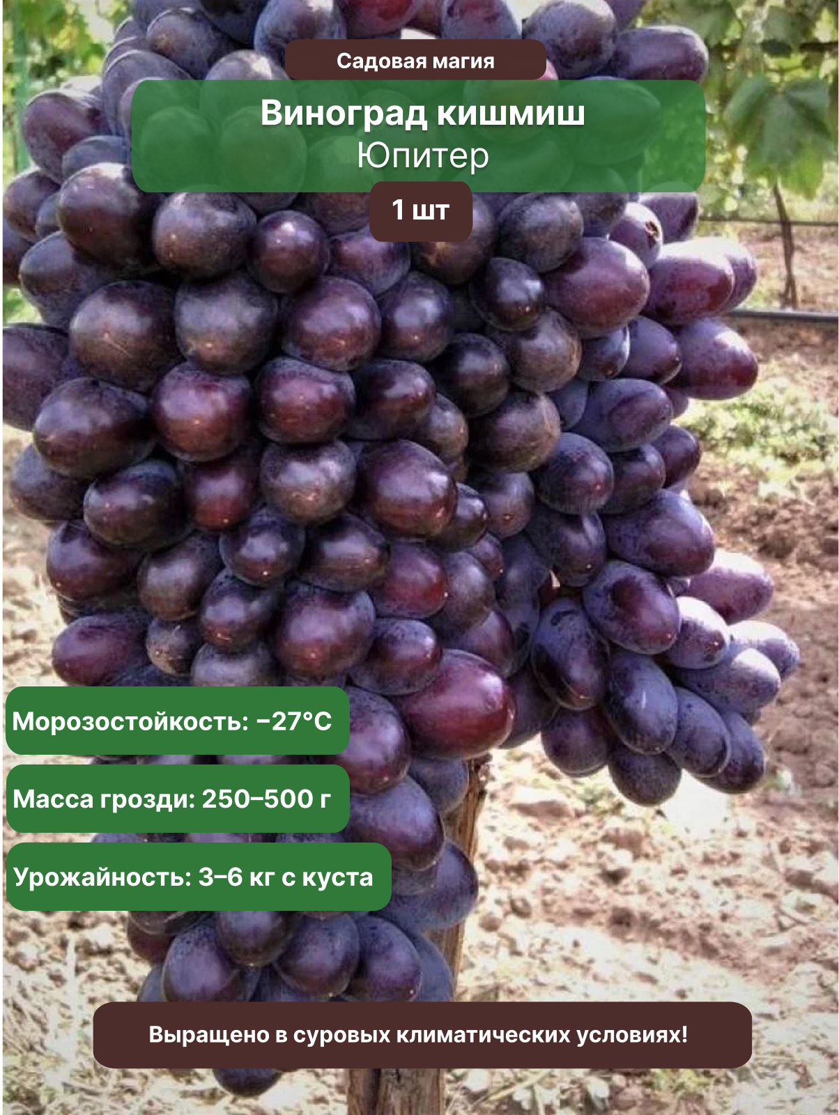 Виноград кишмиш Юпитер 1 шт / бессемянный, морозостойкий сорт