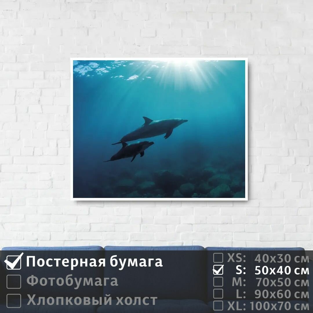 Постер на стену Два Дельфина Плавают В Глубине Океана 50х40 см ПолиЦентр