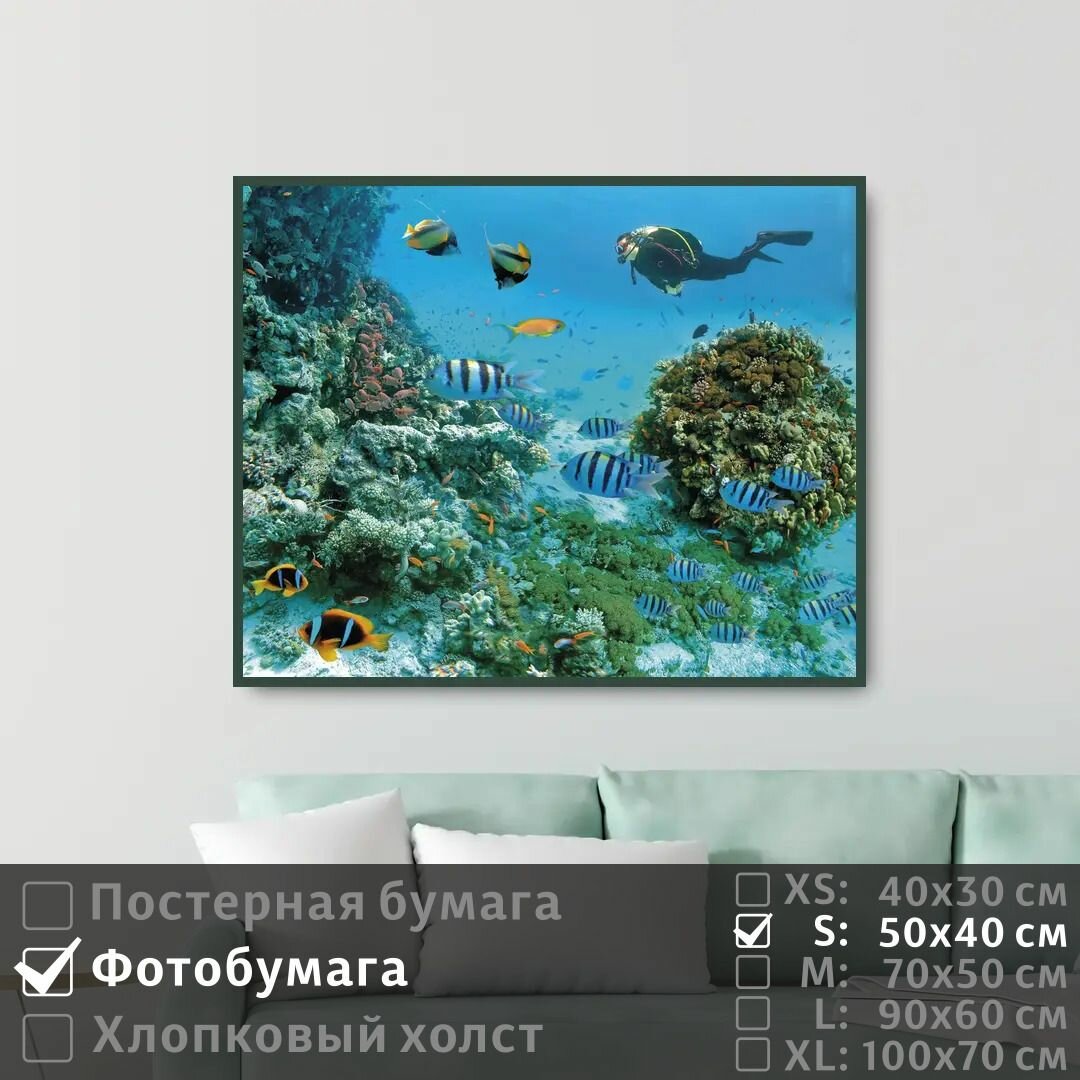 Постер на фотобумаге Морские Рыбы Под Водой С Дайвером 50х40 см ПолиЦентр