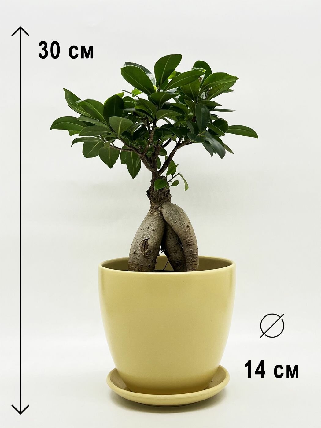 Фикус Микрокарпа бонсай в керамическом бежевом горшке с поддоном, высота композиции 30 см