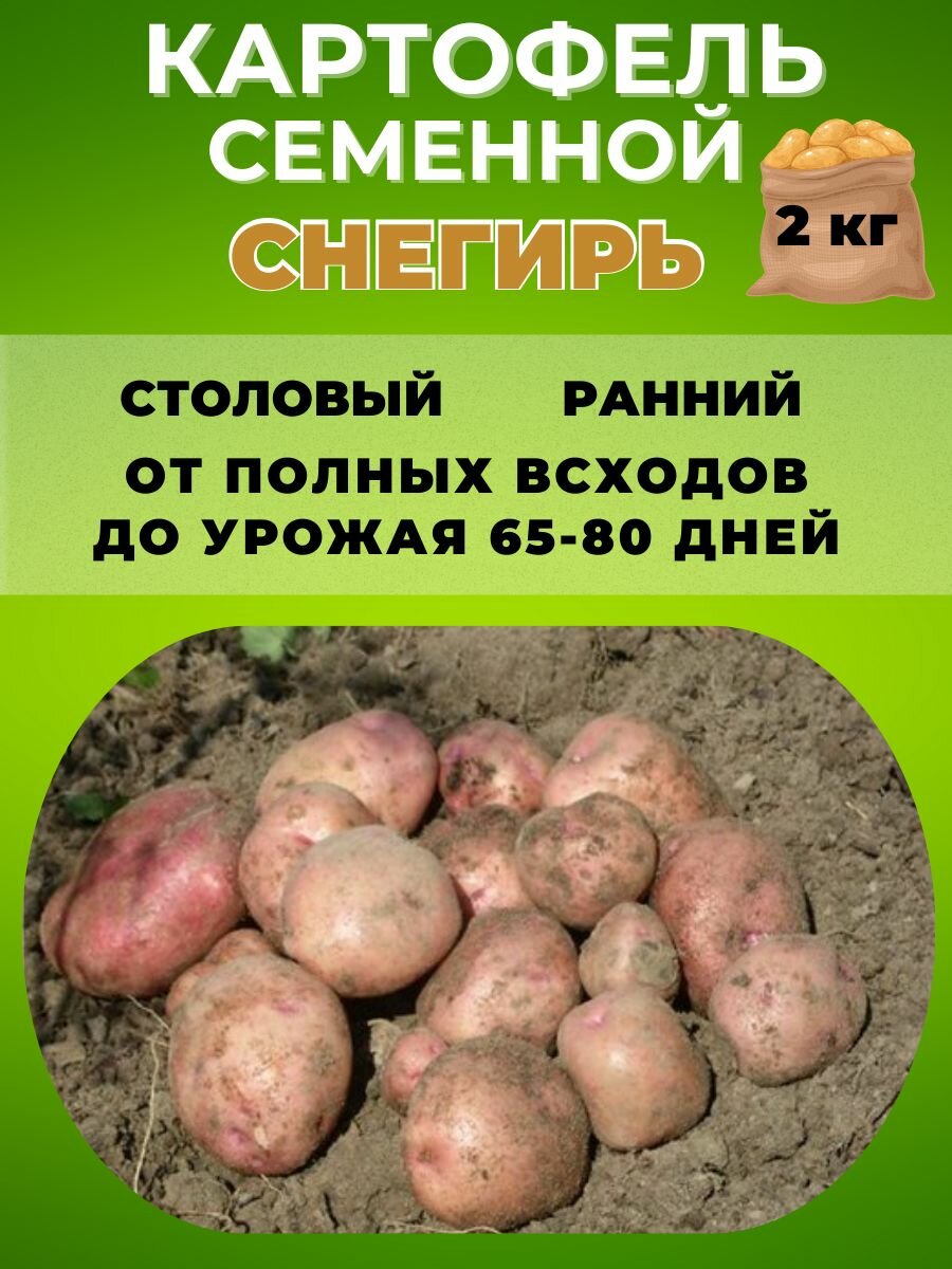 Картофель семенной Снегирь, клубни для посадки