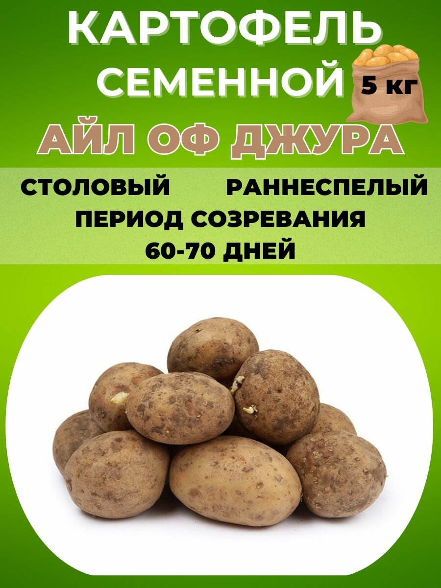 Картофель семенной, клубни на посадку 5кг