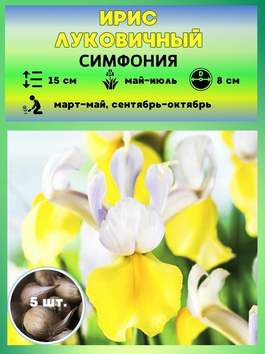 Ирис луковичный 5шт.