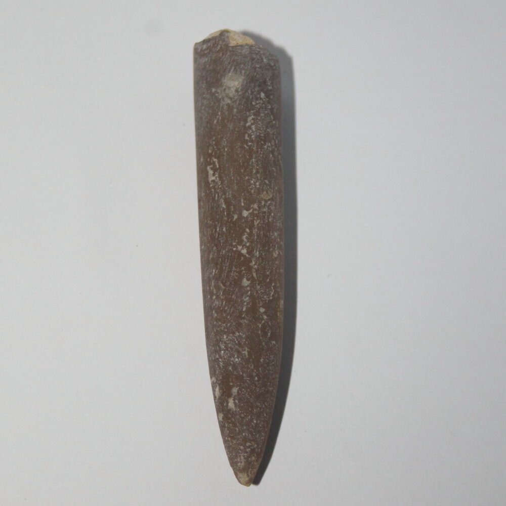 Белемнит ископаемое, чертов палец окаменелый древний моллюск, коллекционный образец "True Stones"