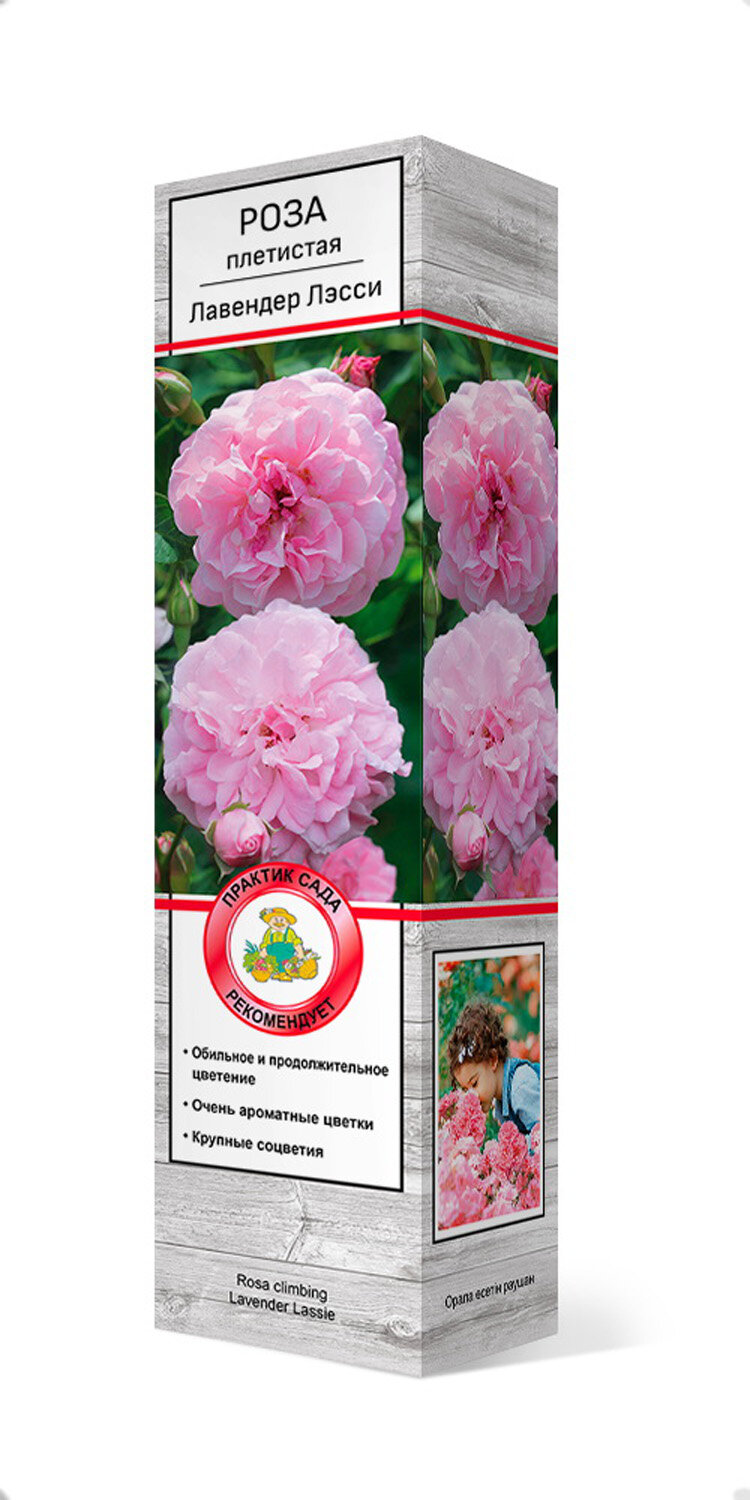 Саженец Роза Лавли Ред С1 Н37