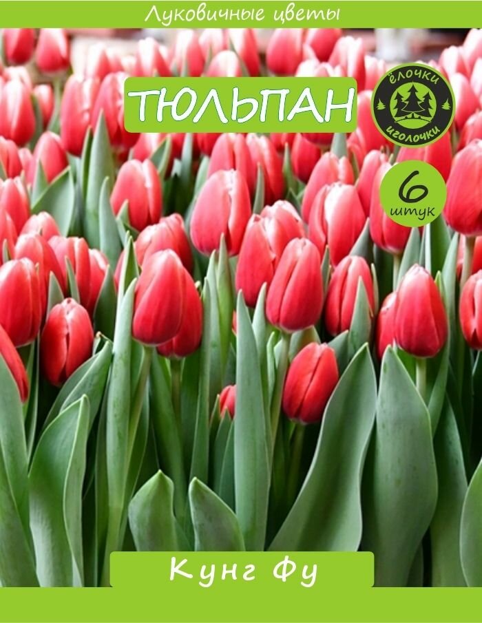 Тюльпан Луковица, Кунг Фу, 6шт неочищенные