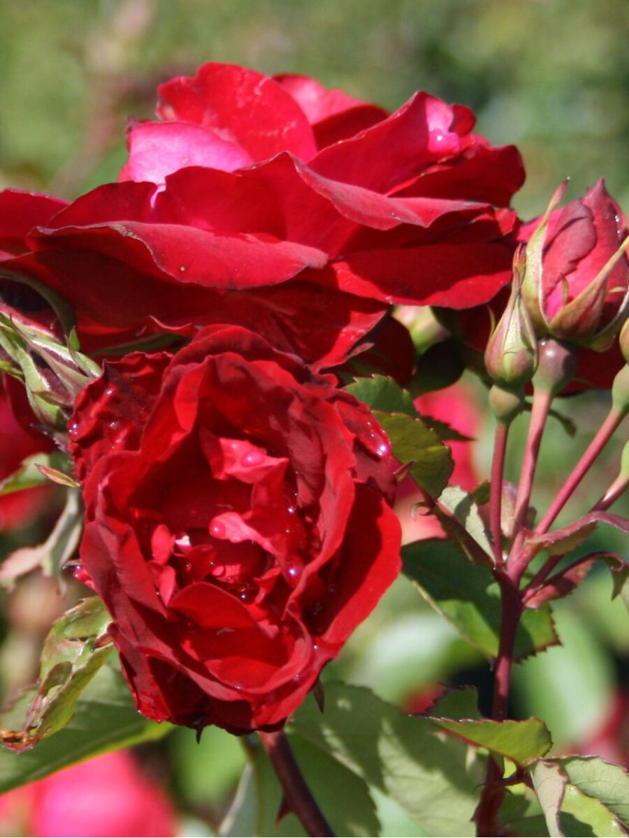 Роза чайно-гибридная Эксплорер , 1 саженец , многолетняя , красная