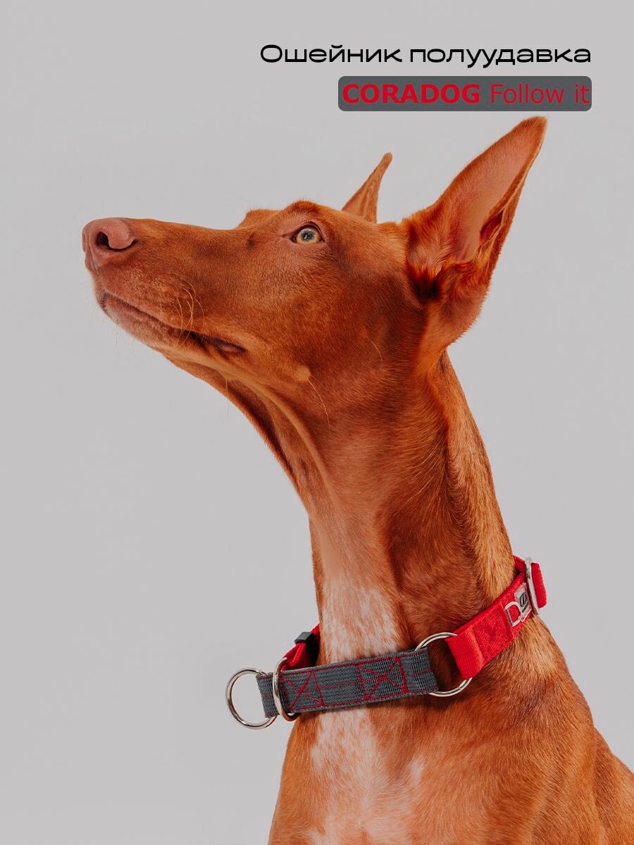 Ошейник-полуудавка, мартингейл, CORADOG Follow it, для средних и крупных собак, красный серый, размер M 35-49 см, ширина 2,5 см