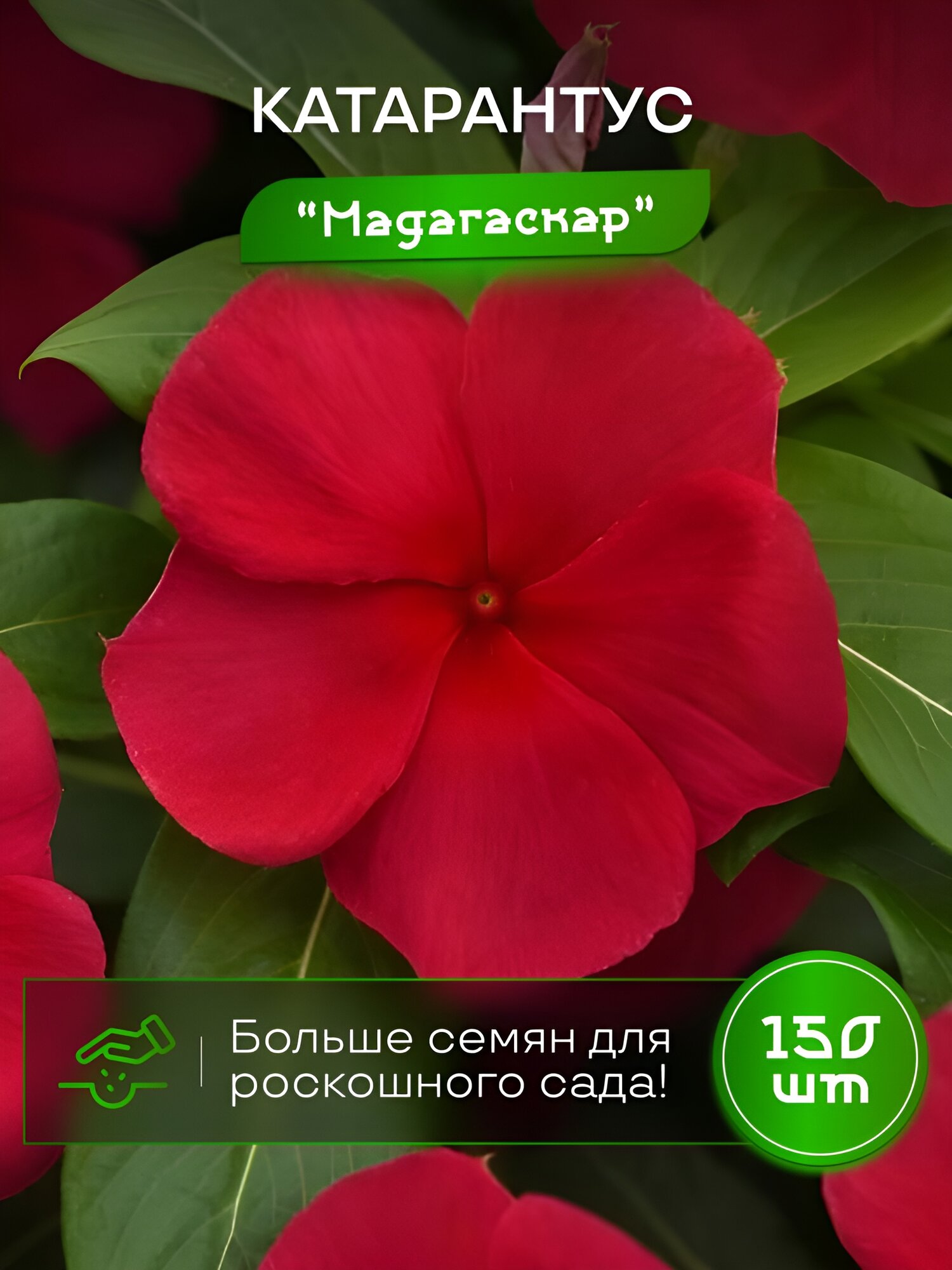 Катарантус барвинок Мадагаскар 150 семян премиум