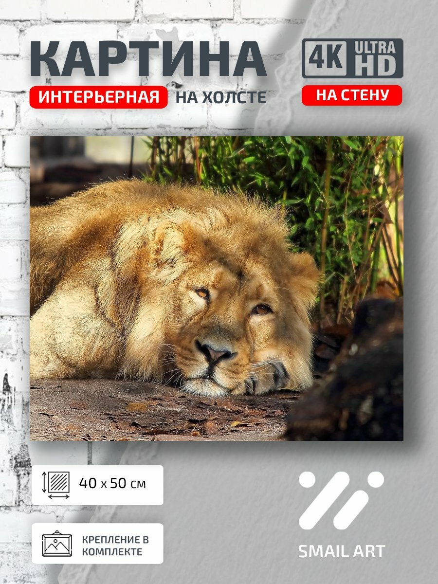 Картина на холсте интерьерная 40 на 50 на стену Лев Animal для детской animal style декор