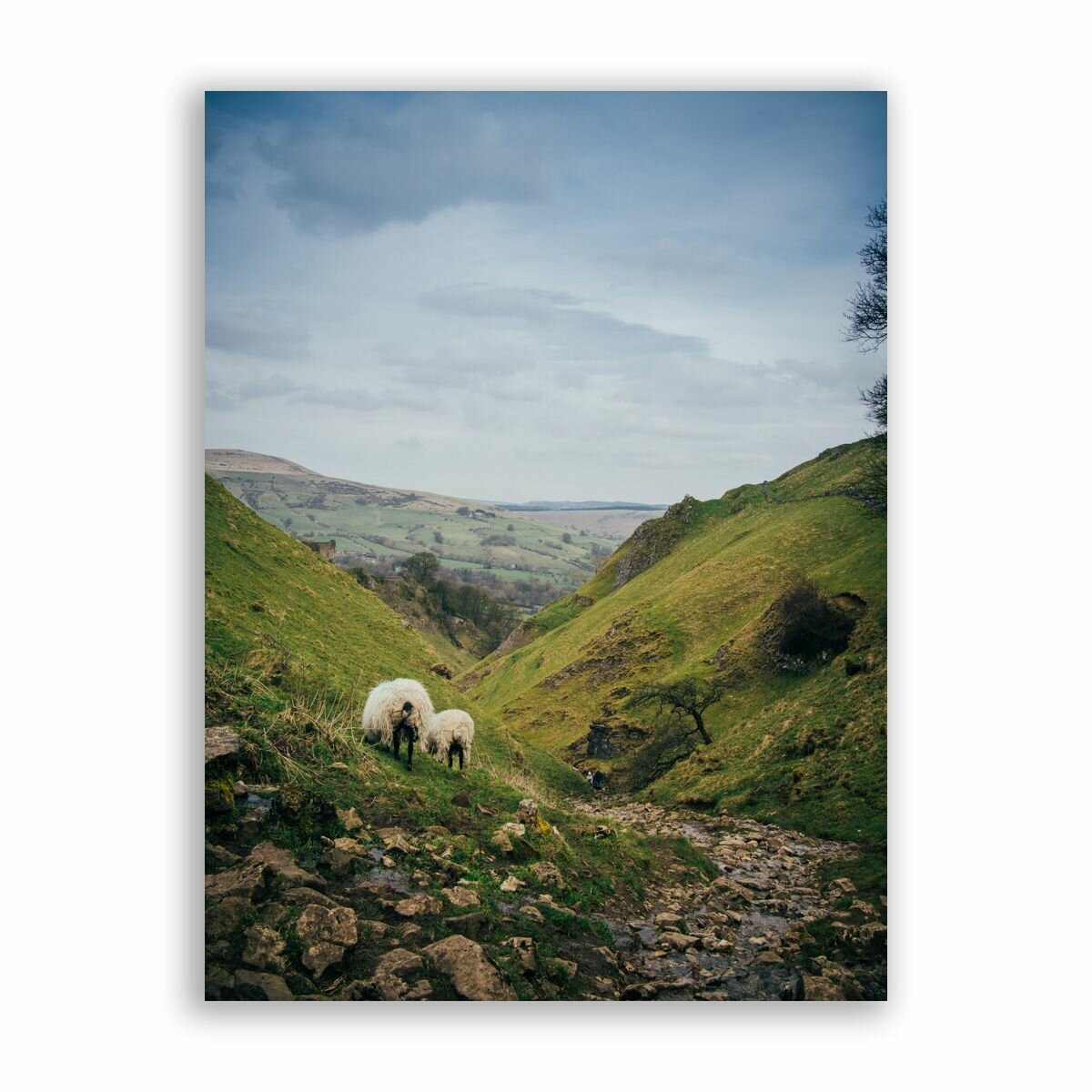 Постер, плакат на бумаге / Овцы / Размер 30 x 40 см