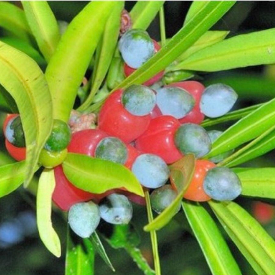 Семена Орешка Подокарпус, Ногоплодник, Podocarpus Gracilior, Африканская папоротниковая сосна 3 ШТ