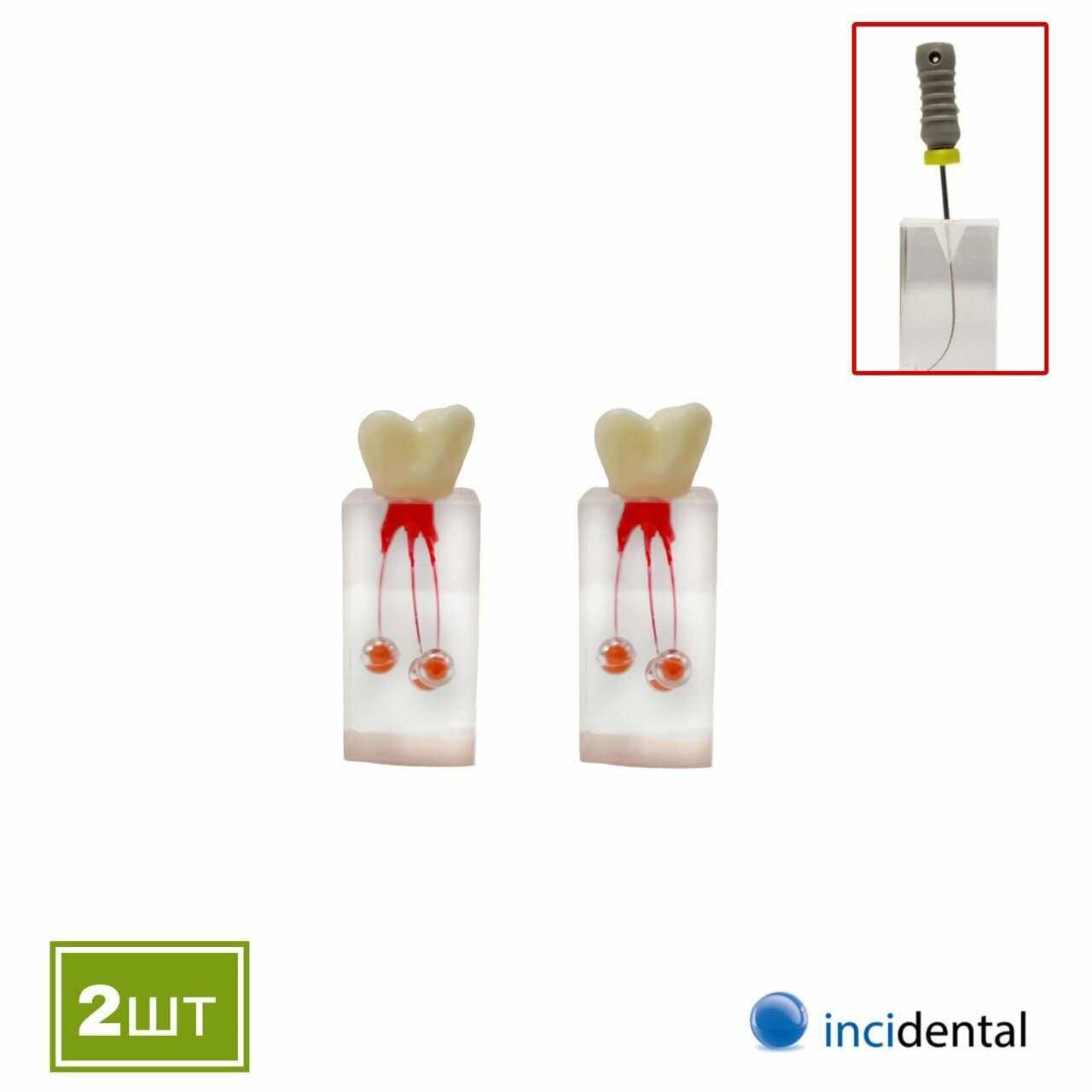 Эндоблок Incidental Дентальный канал с коронковой частью, ( 2шт моляр, три канала окрашен, в области апекса ) N5/31 Прозрачные блоки для обучения и закрепления эндодонтических навыков .