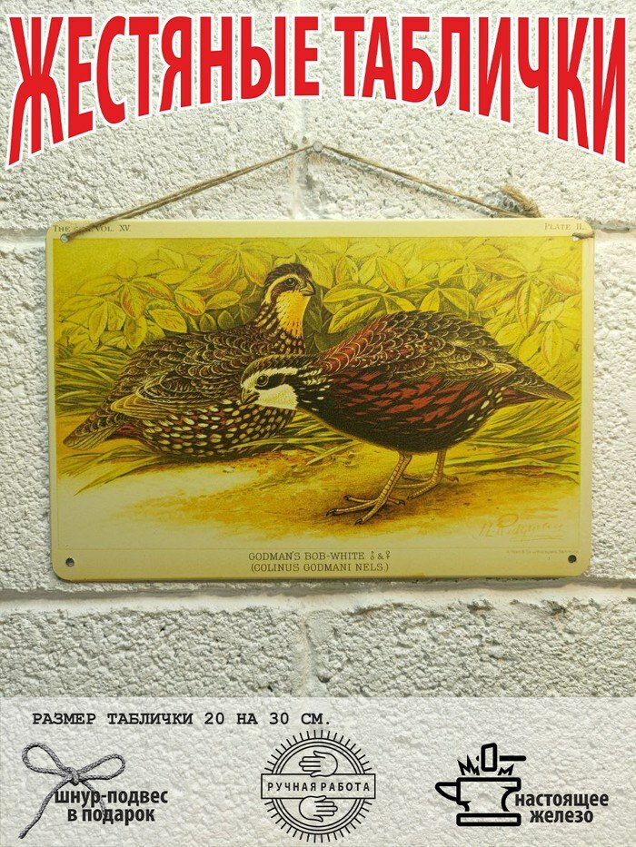 Куропатки, птицы постер 20 на 30 см, шнур-подвес в подарок