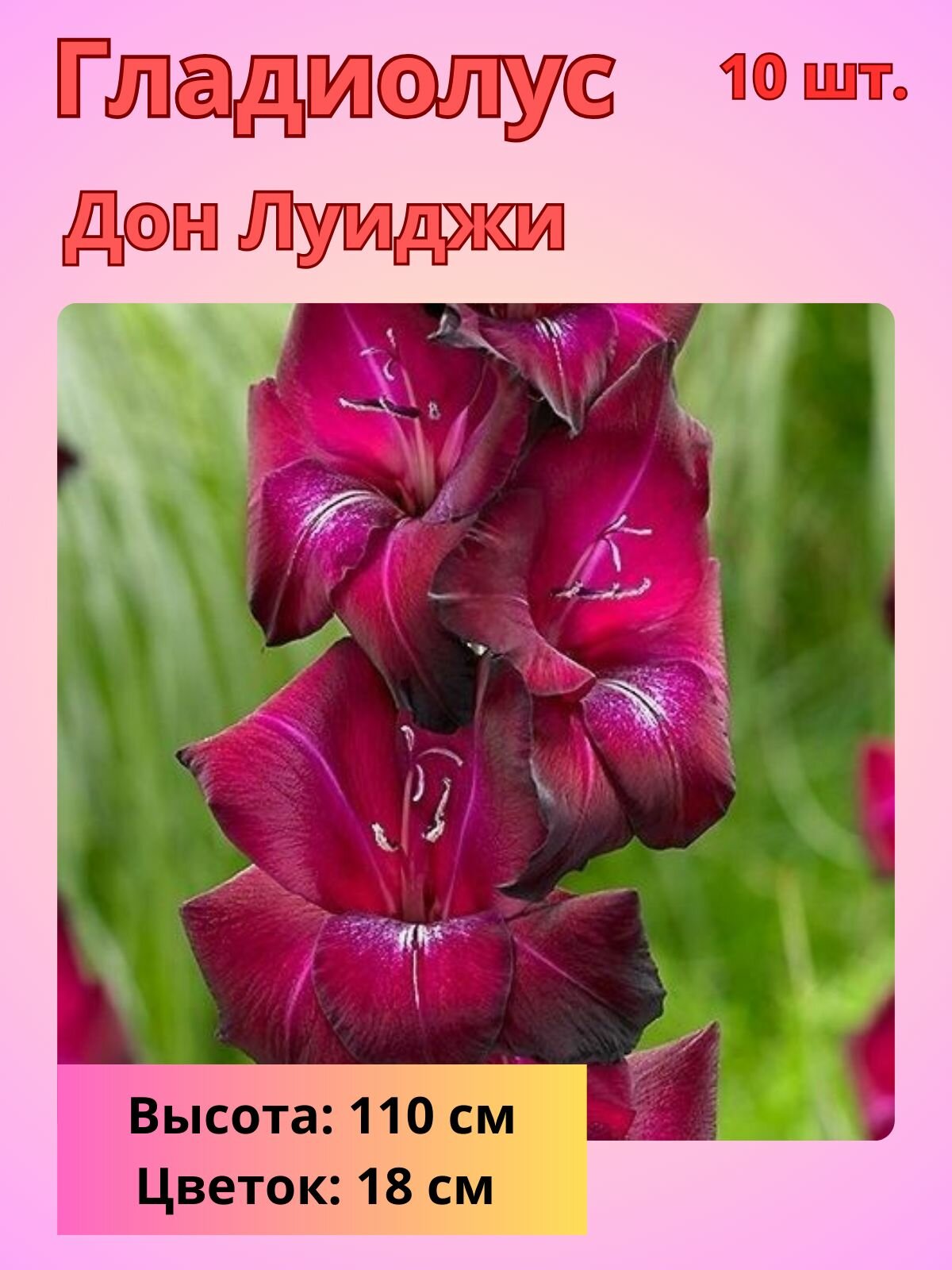 Гладиолус крупноцветковый, луковицы Гладиолуса 10 шт