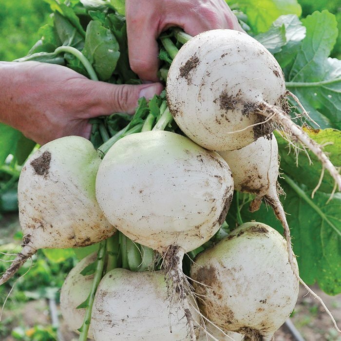 Семена Редис Русский Размер белый 200 шт.