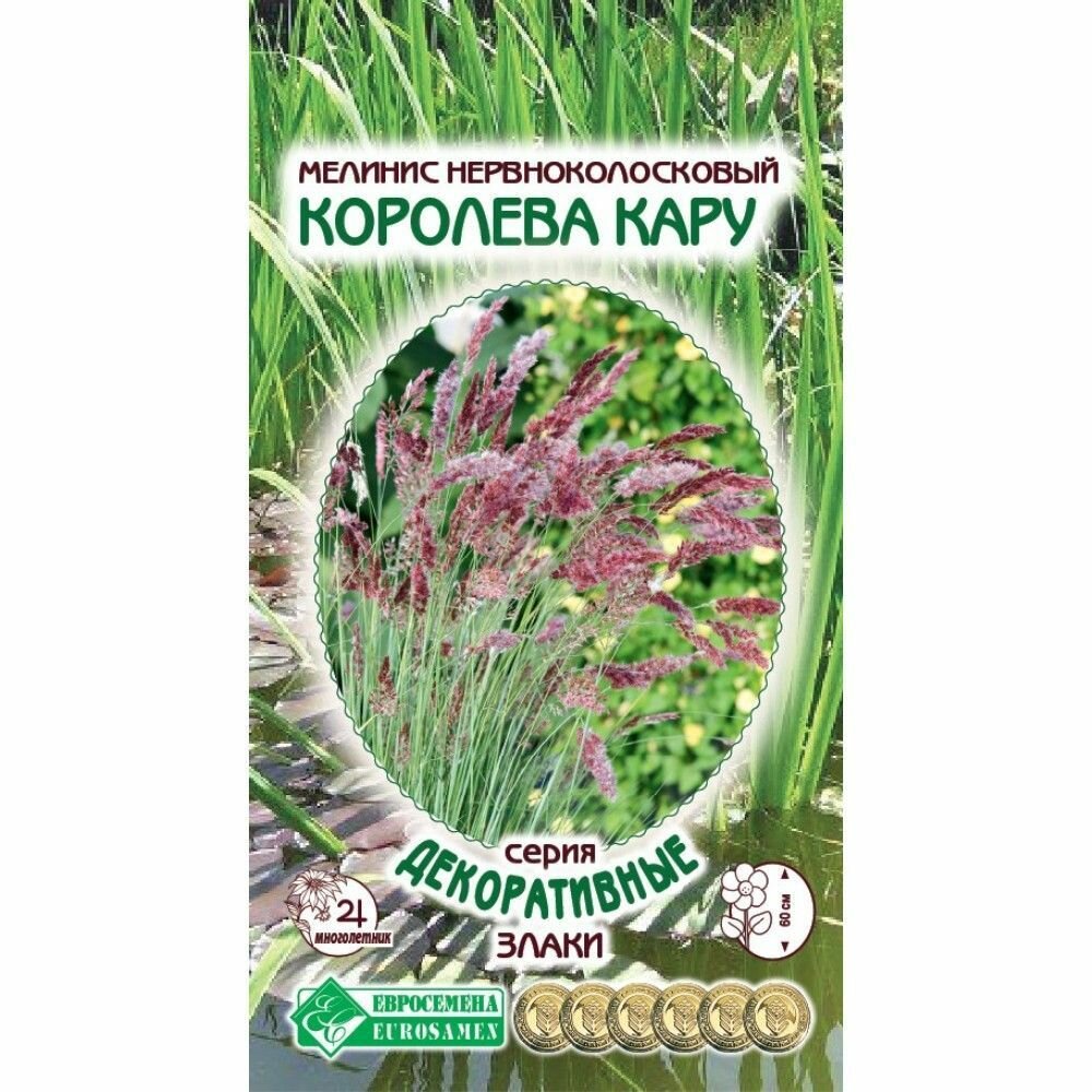 Мелинис нервноколосковый Королева Кару