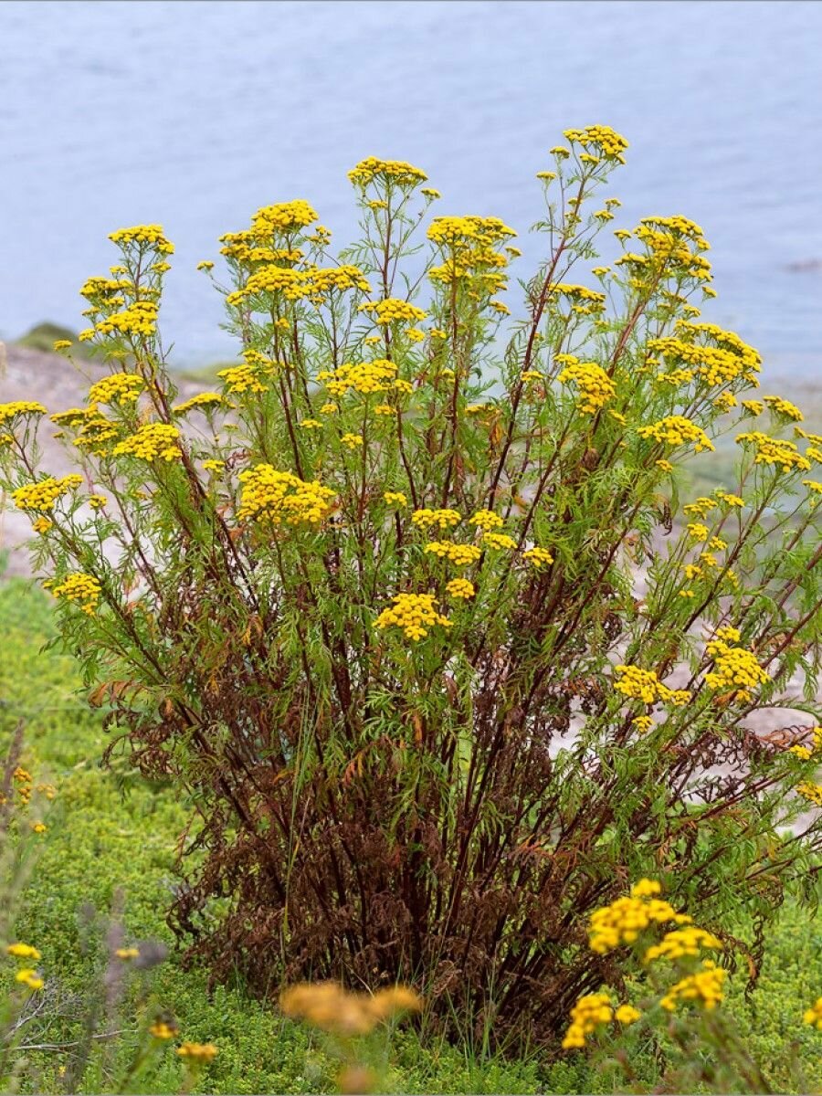 Пижма обыкновенная семена 100 штук