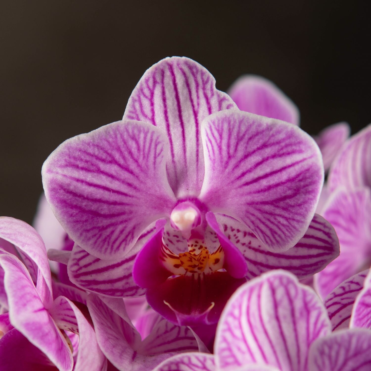 Орхидея Фаленопсис мини Amalion Salta D7