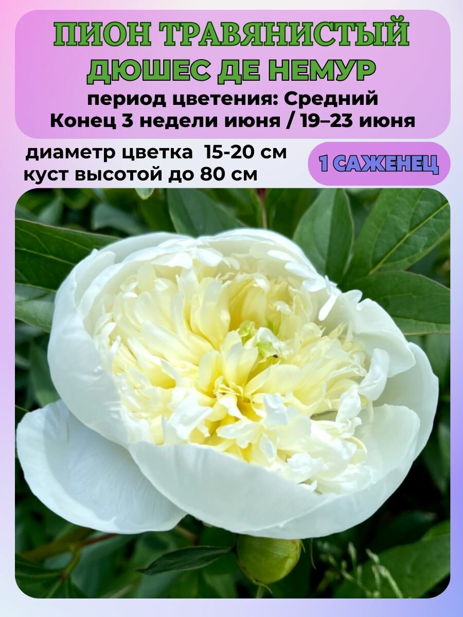 Пион травянистый Дюшес де Немур, корневище 1 шт.