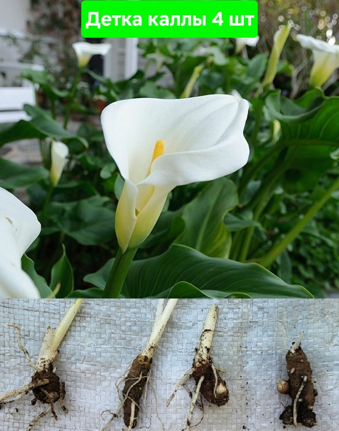 Калла белая сочинская детка 4 шт (Эфиопская)