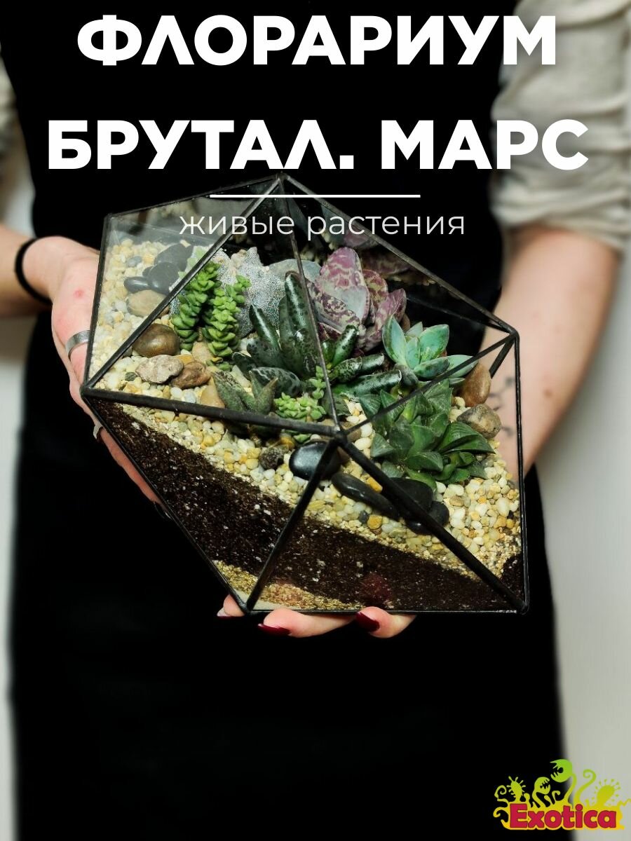 Флорариум с растениями готовый "Брутальный Марс" суккуленты