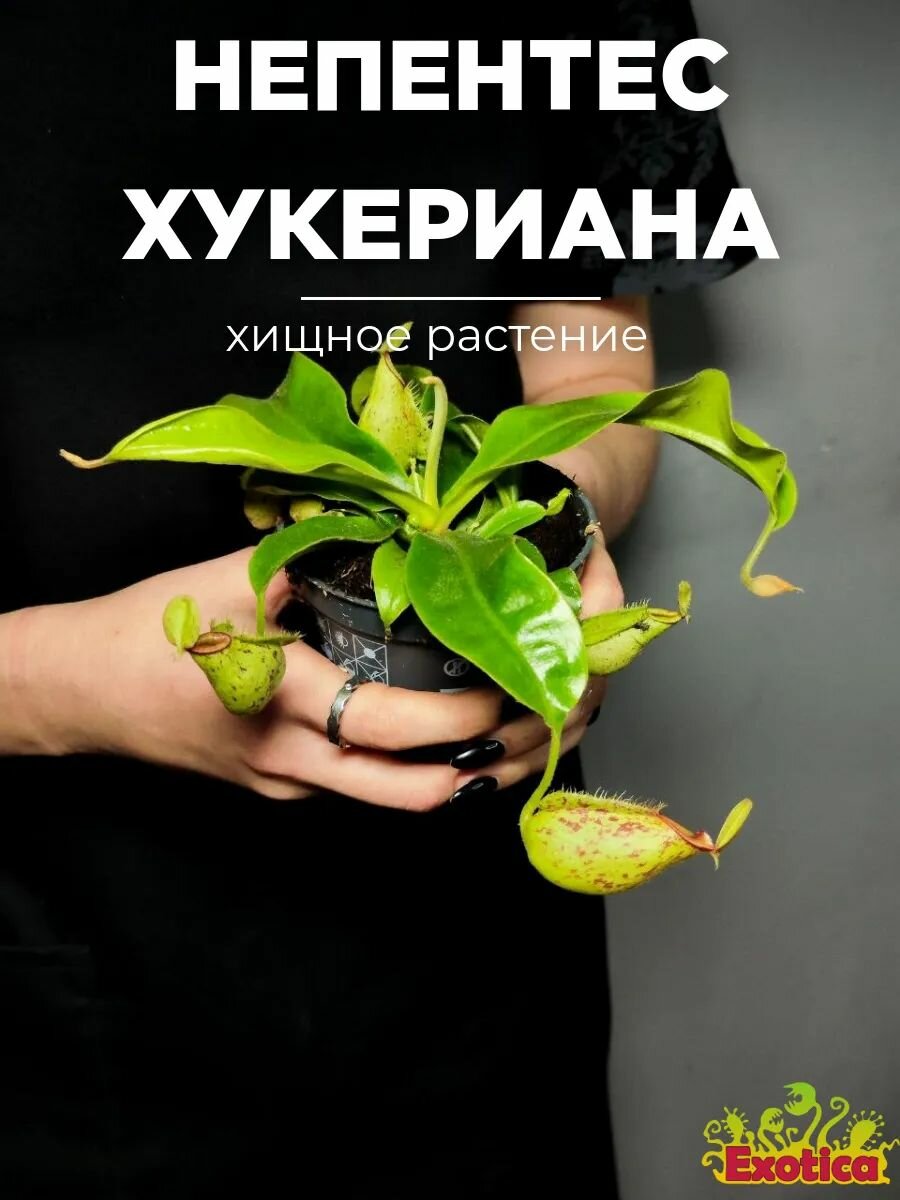 Непентес Хукериана (Nepenthes Hookeriana) D9см, насекомоядное растение