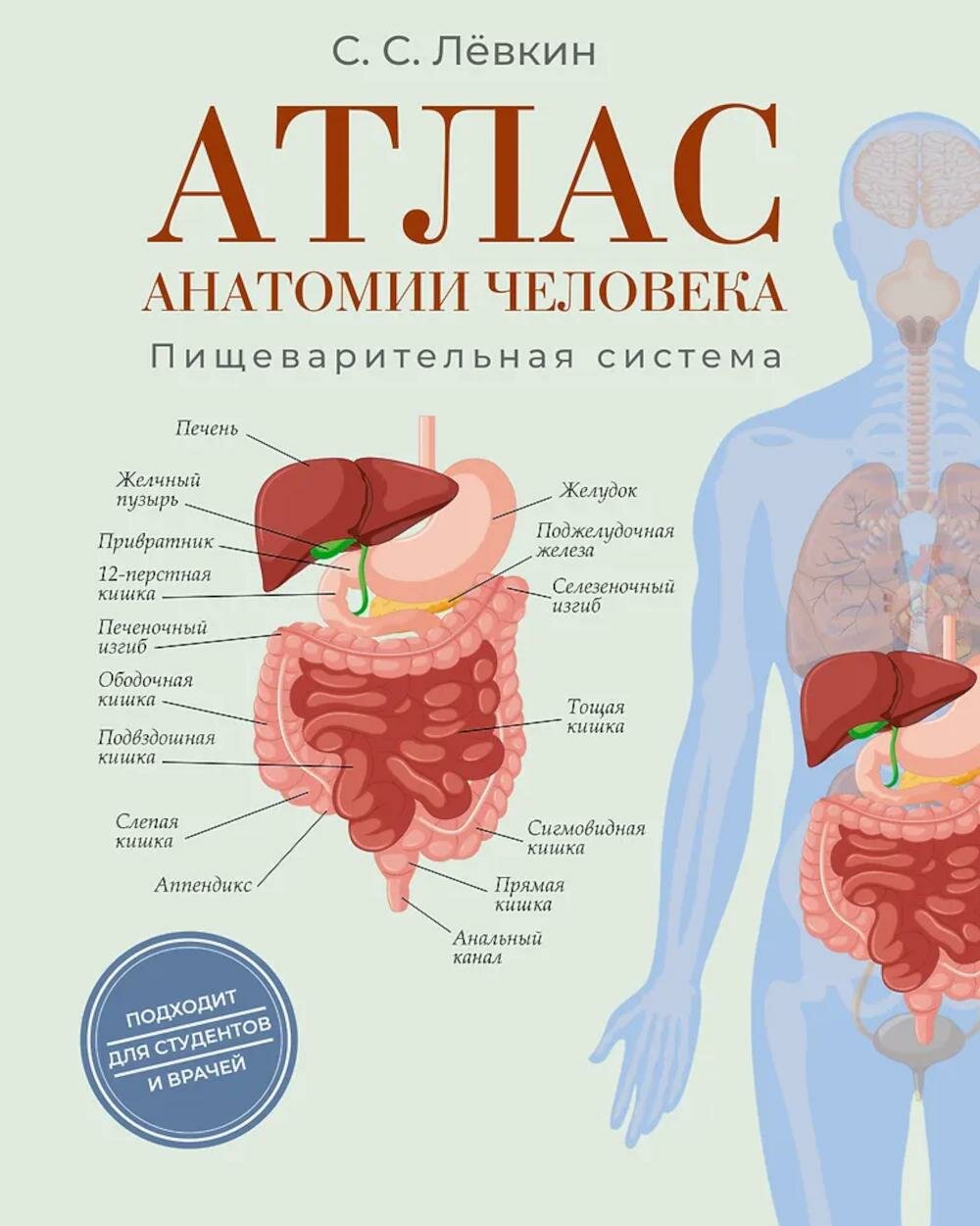 Атлас анатомии человека. Пищеварительная система. Левкин С. С.
