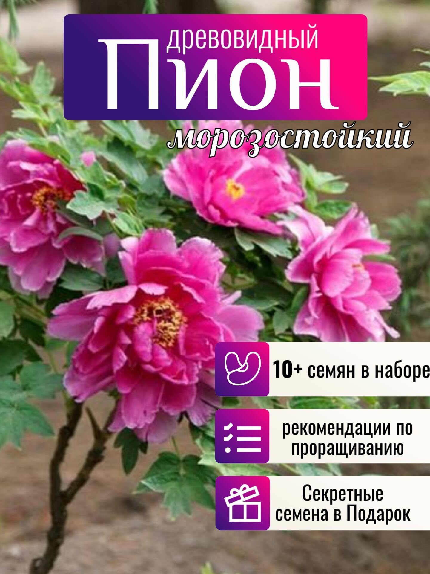 Пион Патио