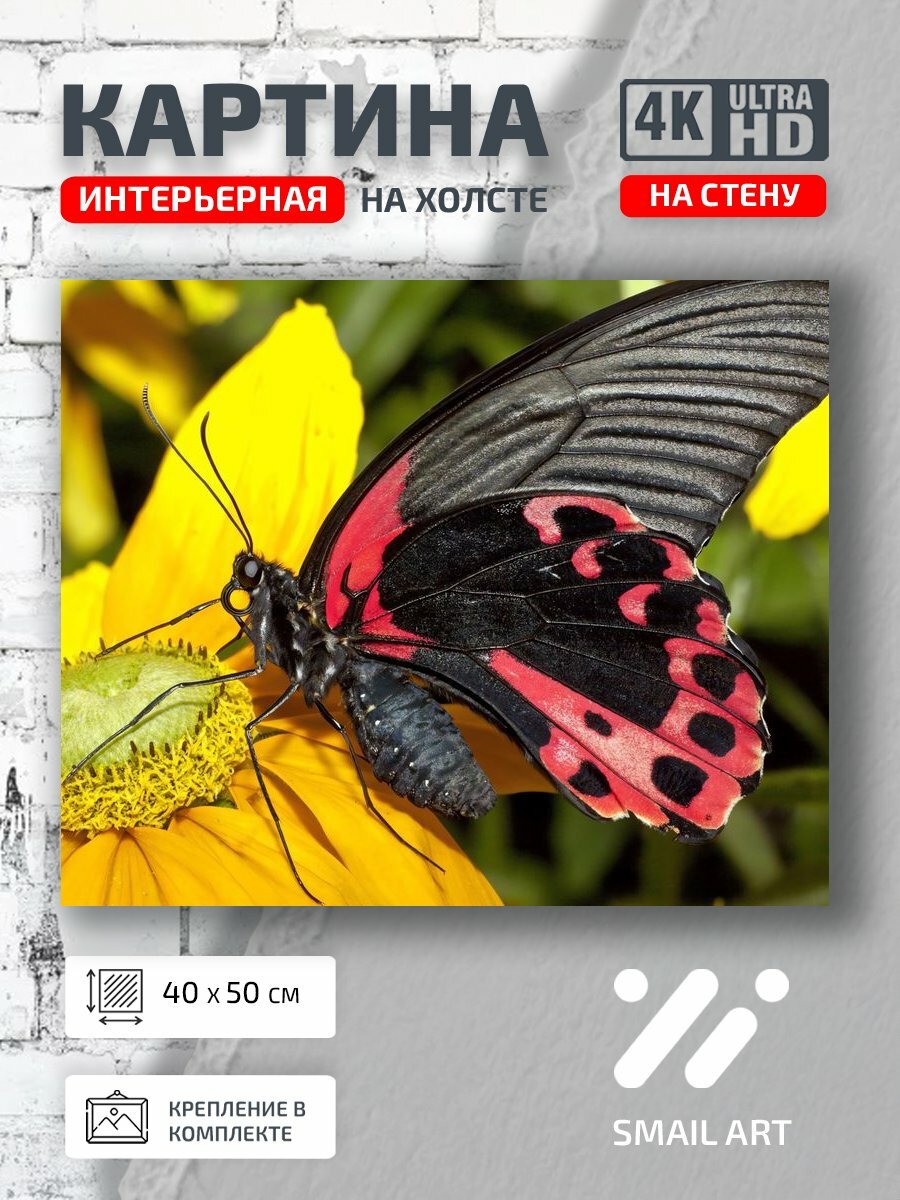 Картина на холсте интерьерная 40 на 50 на стену Бабочка Mood для гостиной атмосфера декор