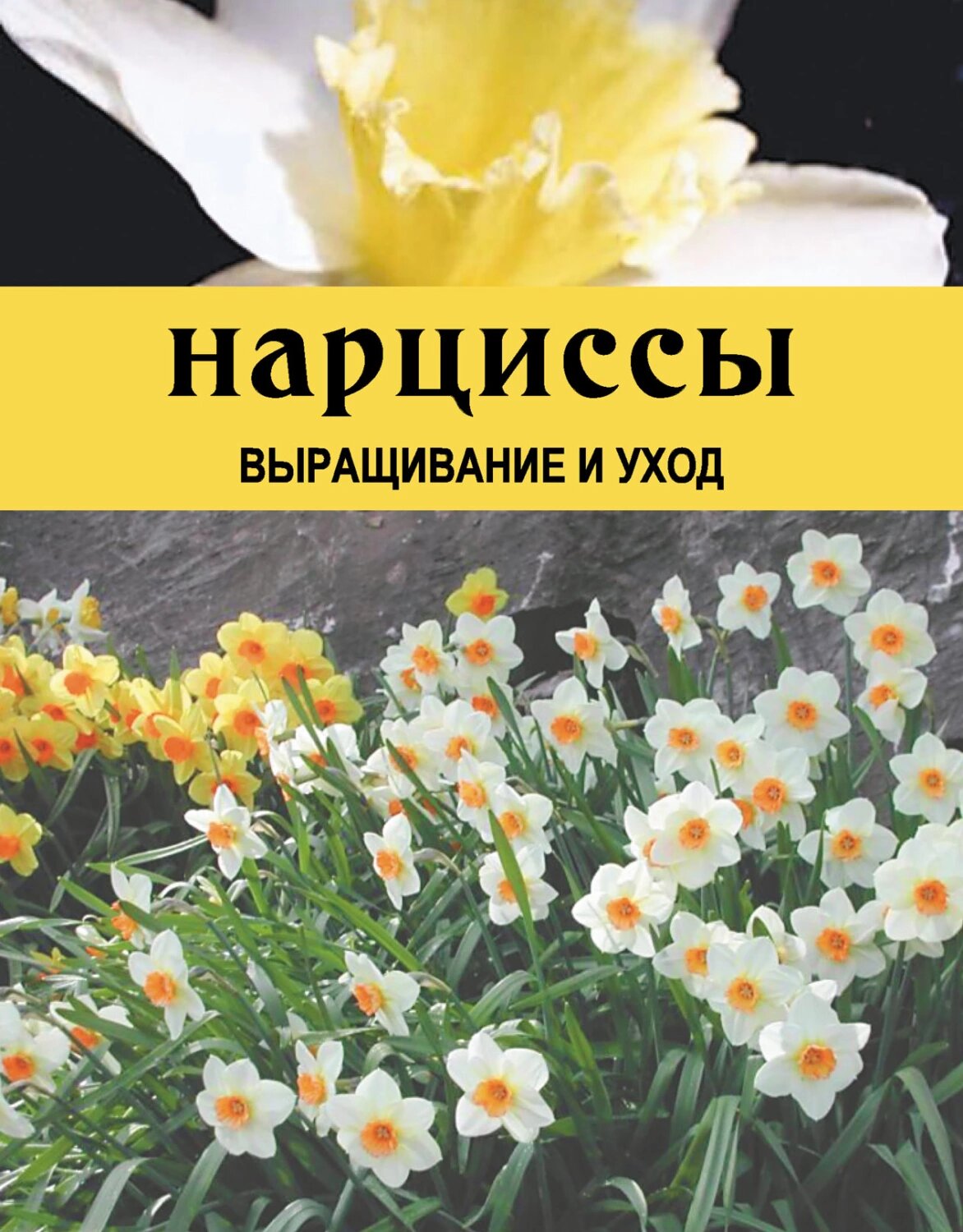Нарциссы. Выращивание и уход [Цифровая книга]