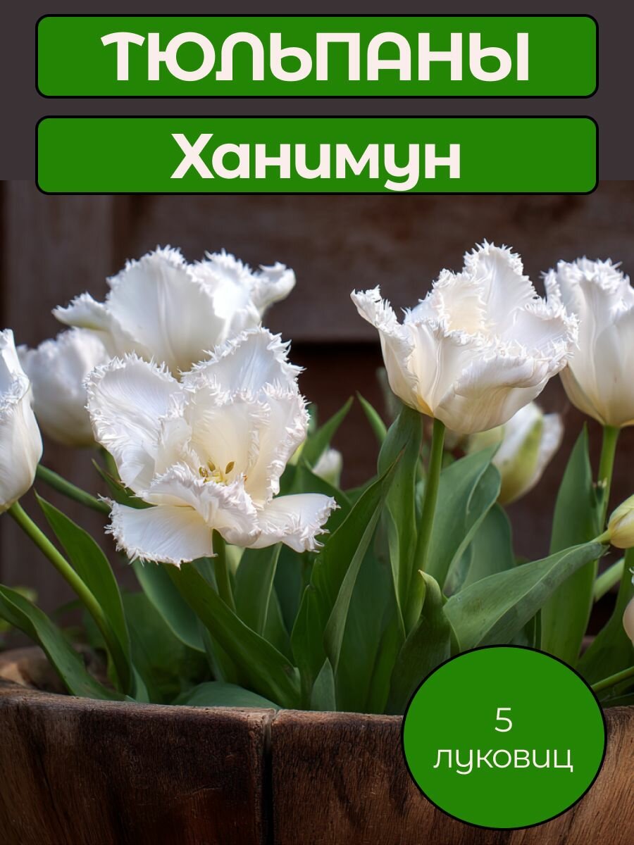 Луковицы тюльпана Ханимун 5 шт