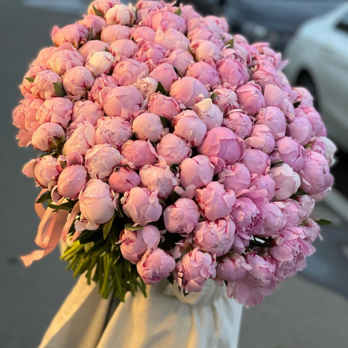 Пион Сара Бернар 101 шт