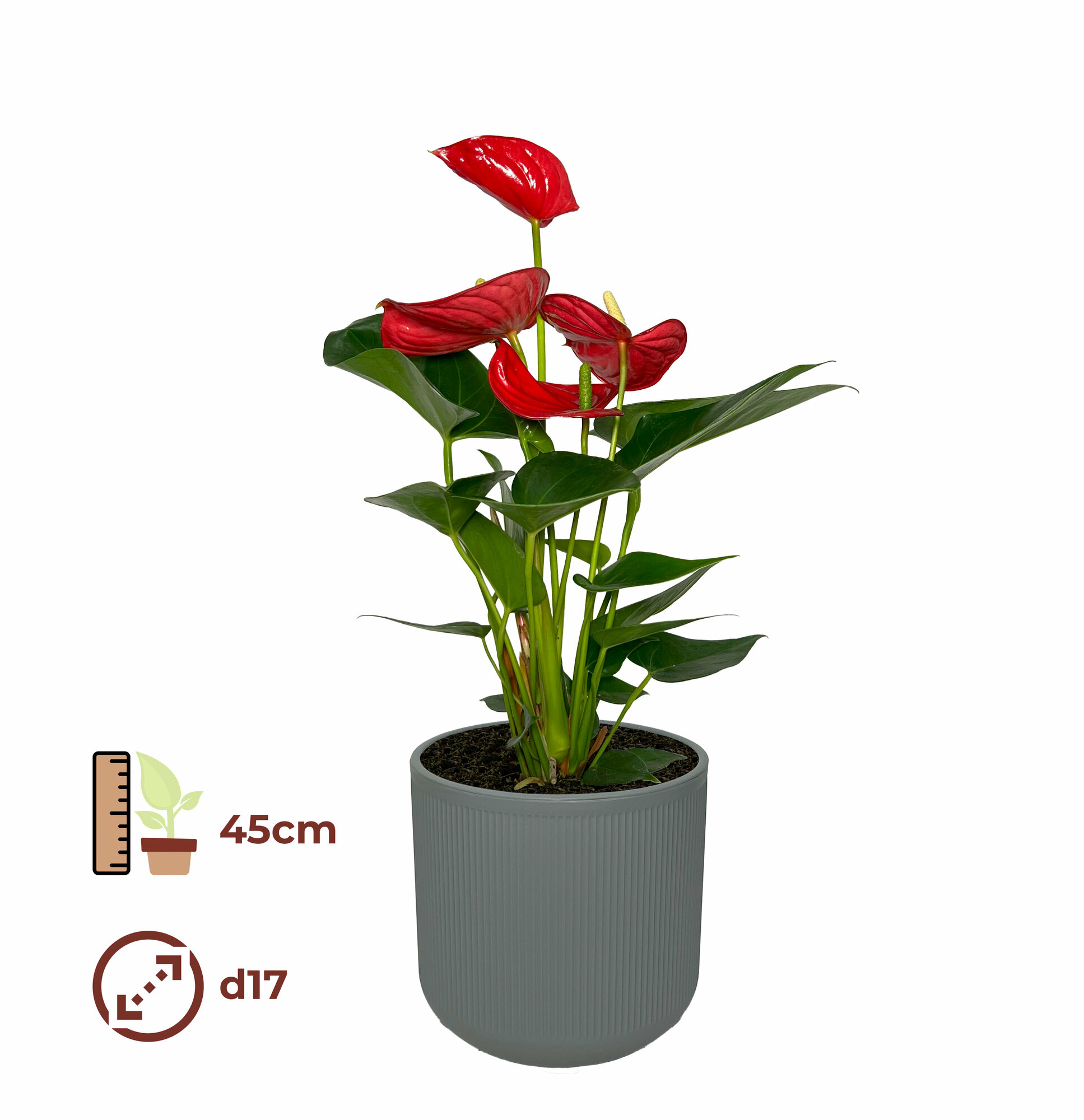 Антуриум Красный 17/45, цвет кашпо серый