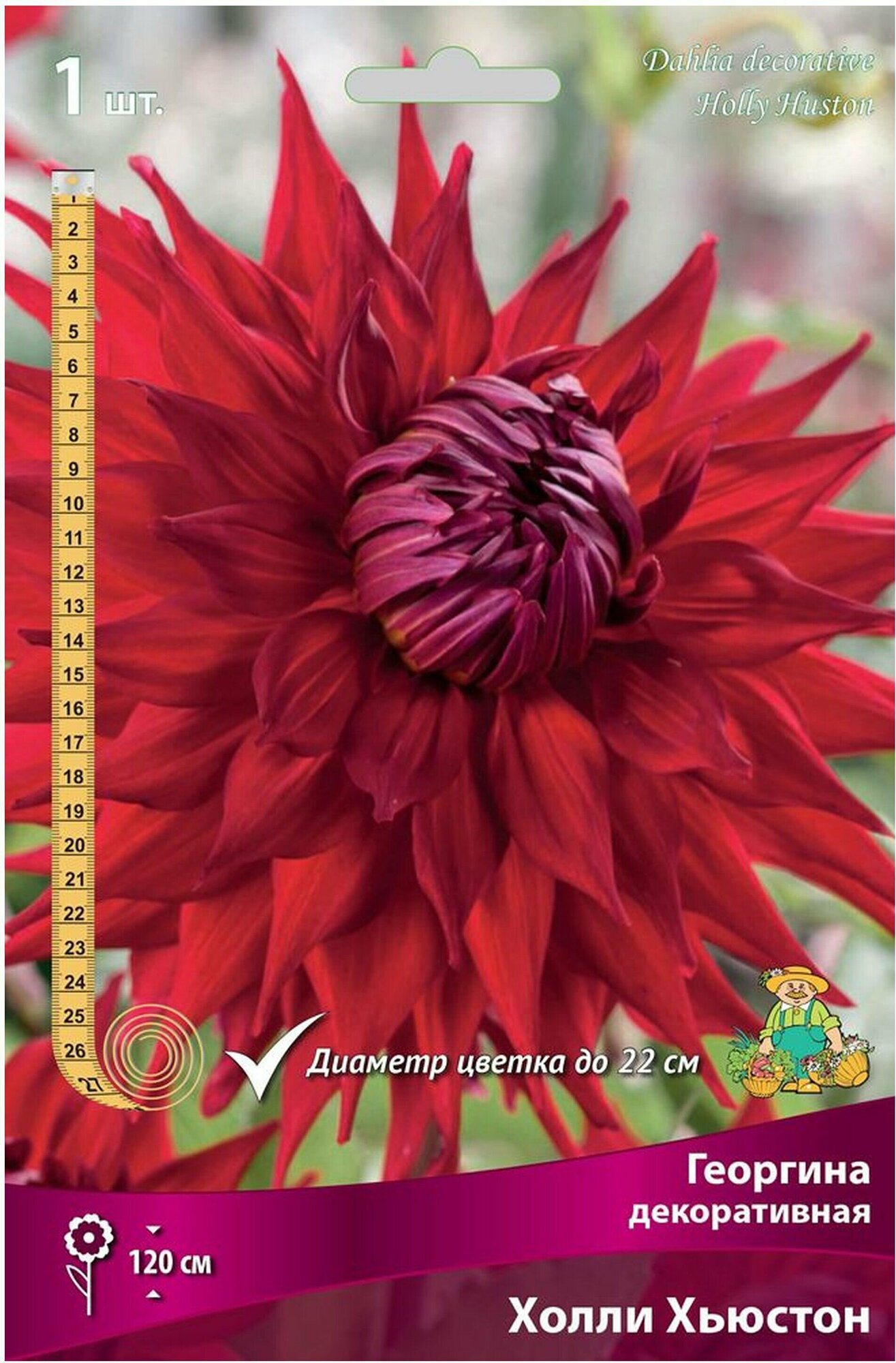Клубень Георгины поиск Холли Хьюстон