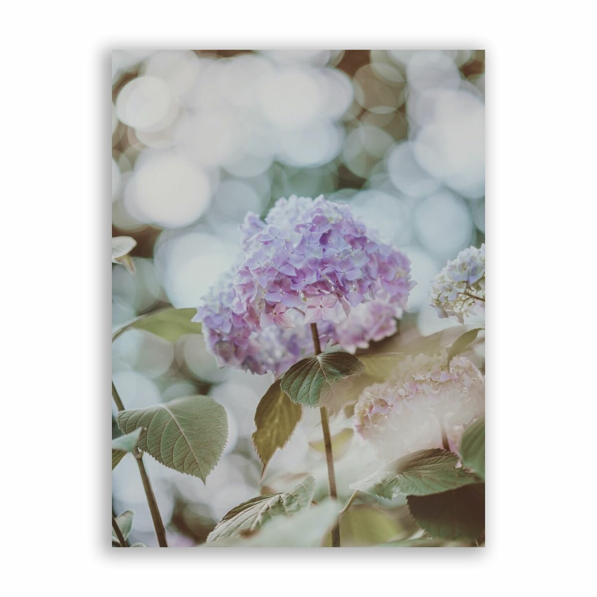 Постер цветы на бумаге / Гортензия / Размер 40 x 53 см