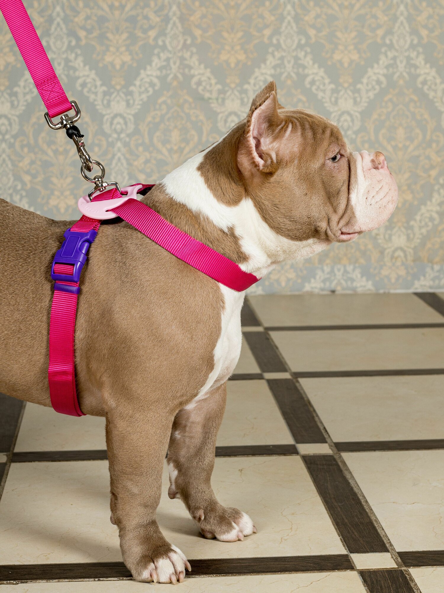Шлейка для собак Japan Premium Pet серия "Легко Надеть" с защитным механизмом от перекручивания. Размер L, цвет розовый