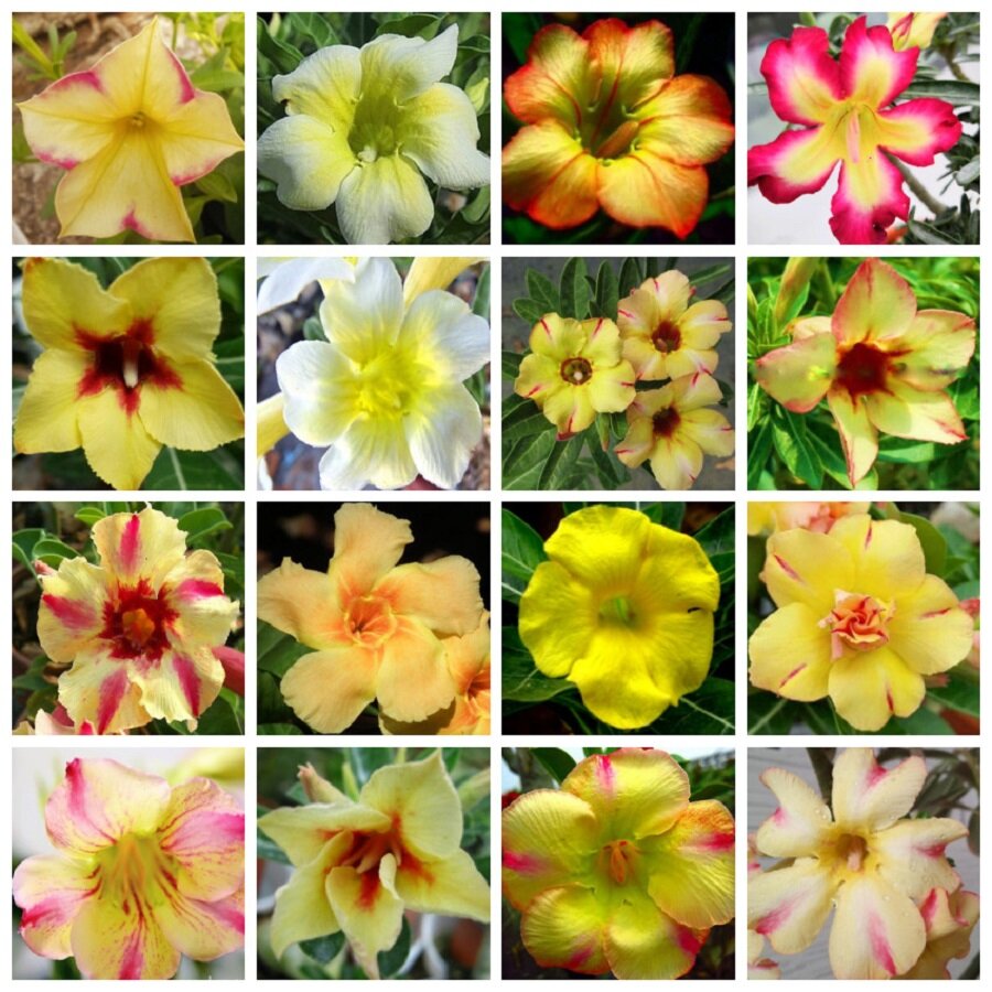 Адениумы желтые набор микс сортов, семена 10 шт