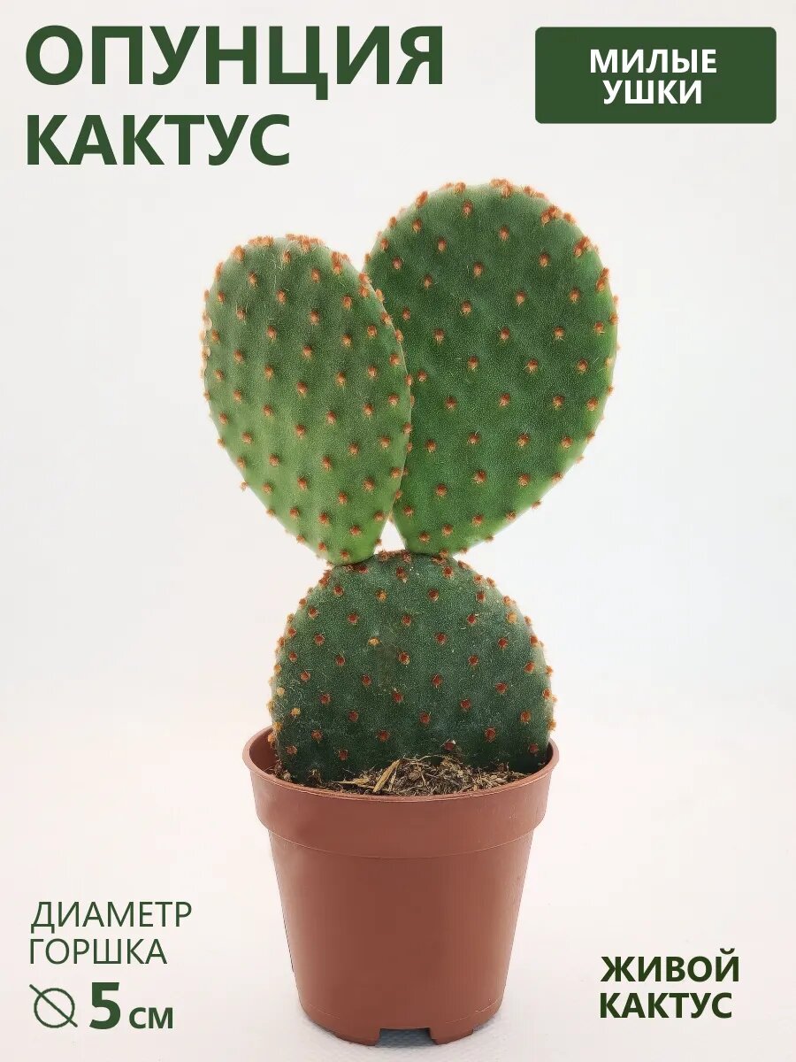 Кактус Опунция D-5, 1 шт