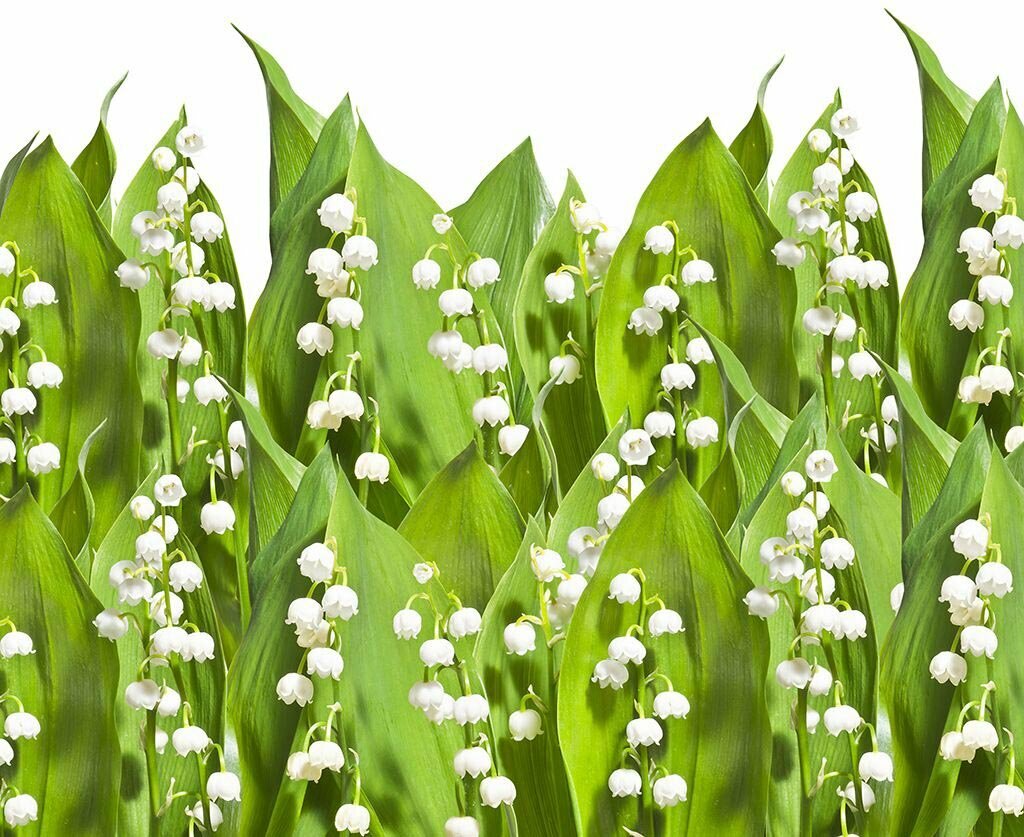 Фотообои Яркие ландыши 14-333-S-Флекс 270 x 200 см (ВхШ) Бесшовные, флизелиновые, влагостойкие обои