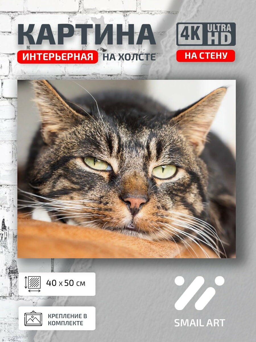 Картина на холсте интерьерная 40 на 50 на стену Животные кот для гостиной атмосфера
