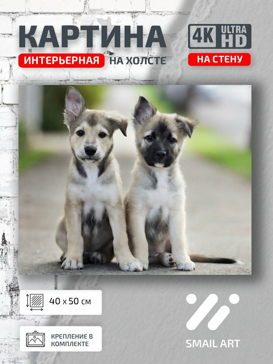 Картина на холсте интерьерная 40 на 50 на стену Собачки Mood для спальни атмосфера интерьер