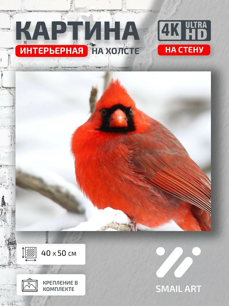 Картина на холсте интерьерная 40 на 50 на стену Птицы Cardinal для гостиной атмосфера