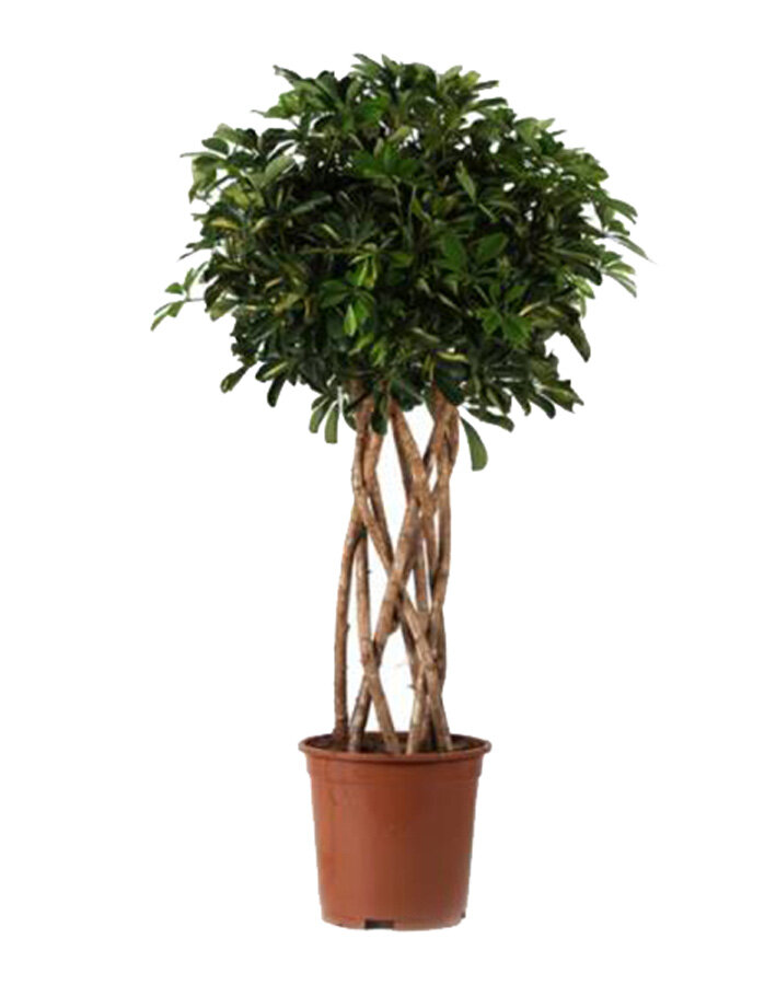 Шеффлера Голд Капелла цилиндр - Schefflera gold capella D30 H160