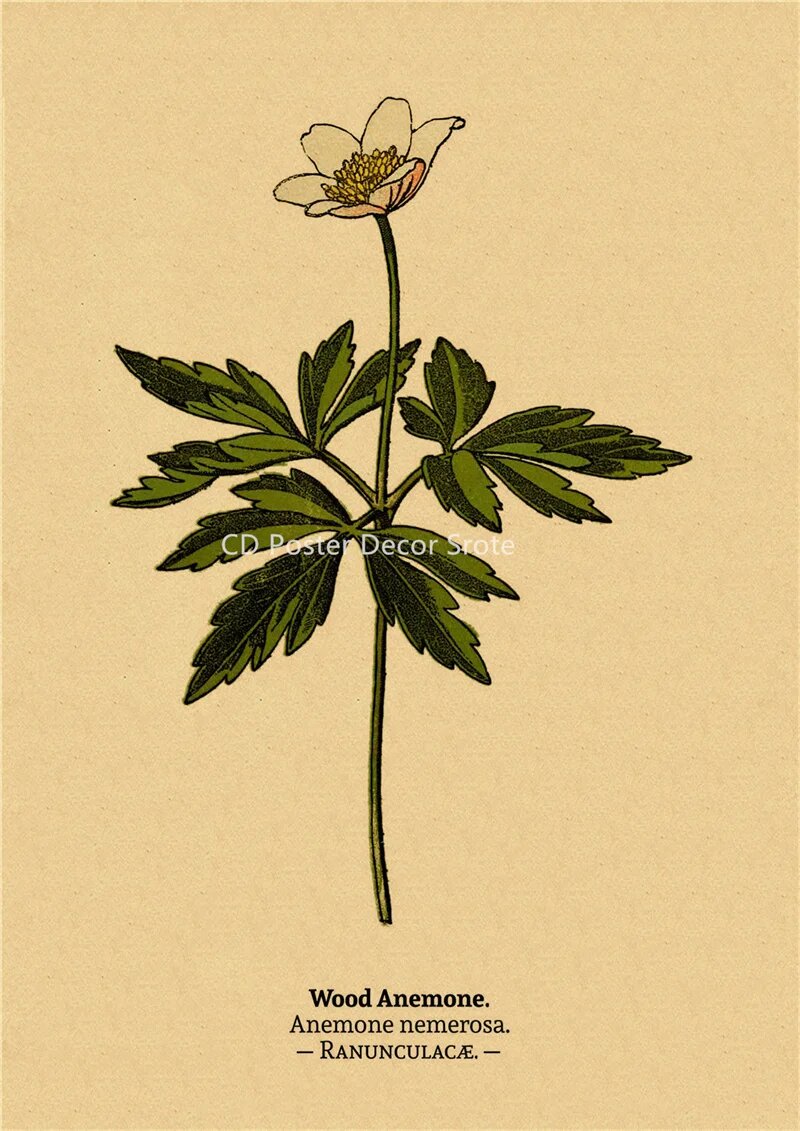 Плакат ботаническая иллюстрация А4/A3 крафт бумага 8, A3 16.5x11.8inch